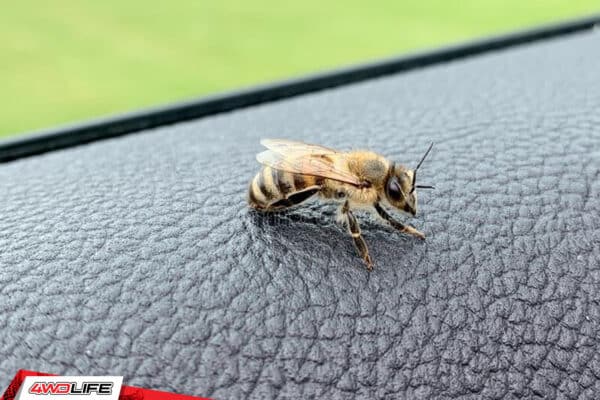 How to Get a Bee Out of Your Car | 4WD Life