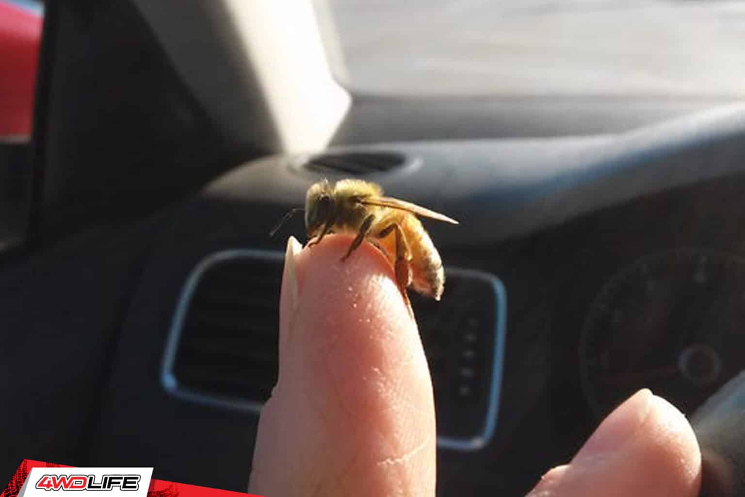 How to Get a Bee Out of Your Car | 4WD Life